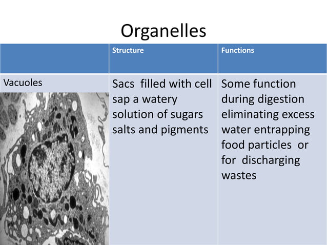 IGCSE Unit 1 Cell | PPTX