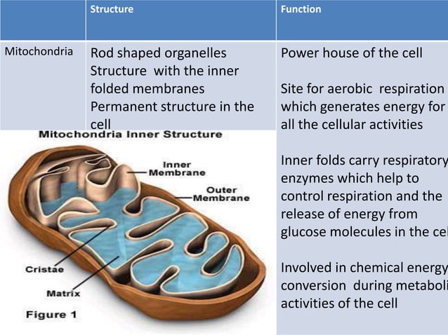 IGCSE Unit 1 Cell | PPTX