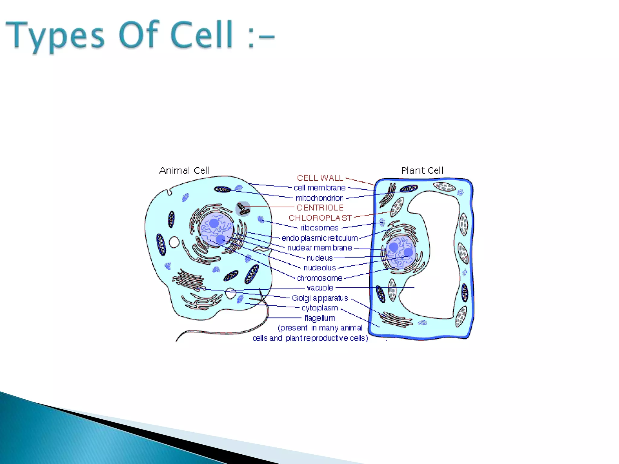 The Living Cell | PPT