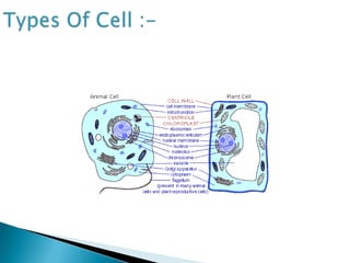 The Living Cell | PPT