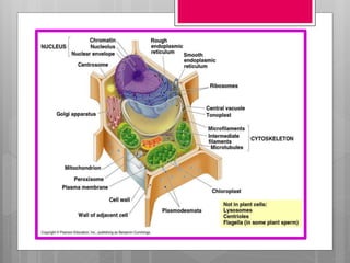 Cell structural and functional unit | PPT