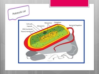 Cell structural and functional unit | PPT