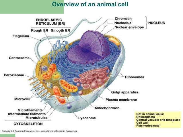 Cell presentation