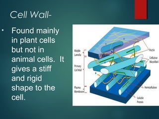 Cell | PPT