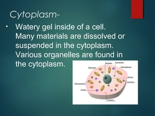 Cell | PPT