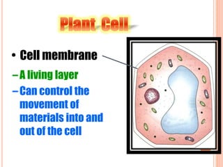 Cell: THE FUNDAMENTAL UNIT OF LIFE | PPTX