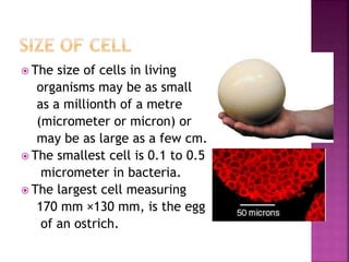 Cell | PPTX