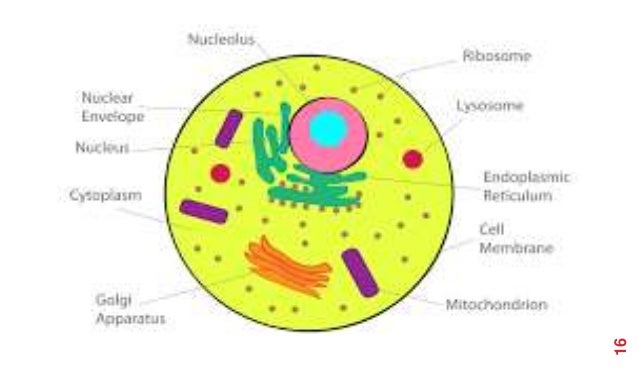 Cell: The Basic Unit of Life