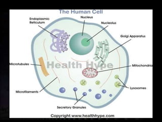 Human Cell Model Labeled