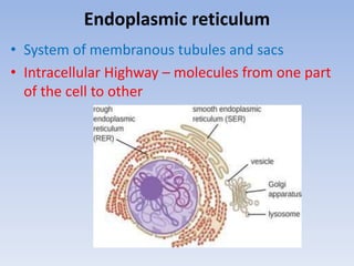 Cell Introduction | PPTX