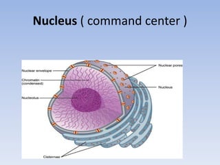 Cell Introduction | PPTX