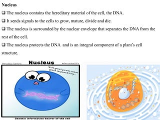 STRUCTURE OF CELL | PPTX