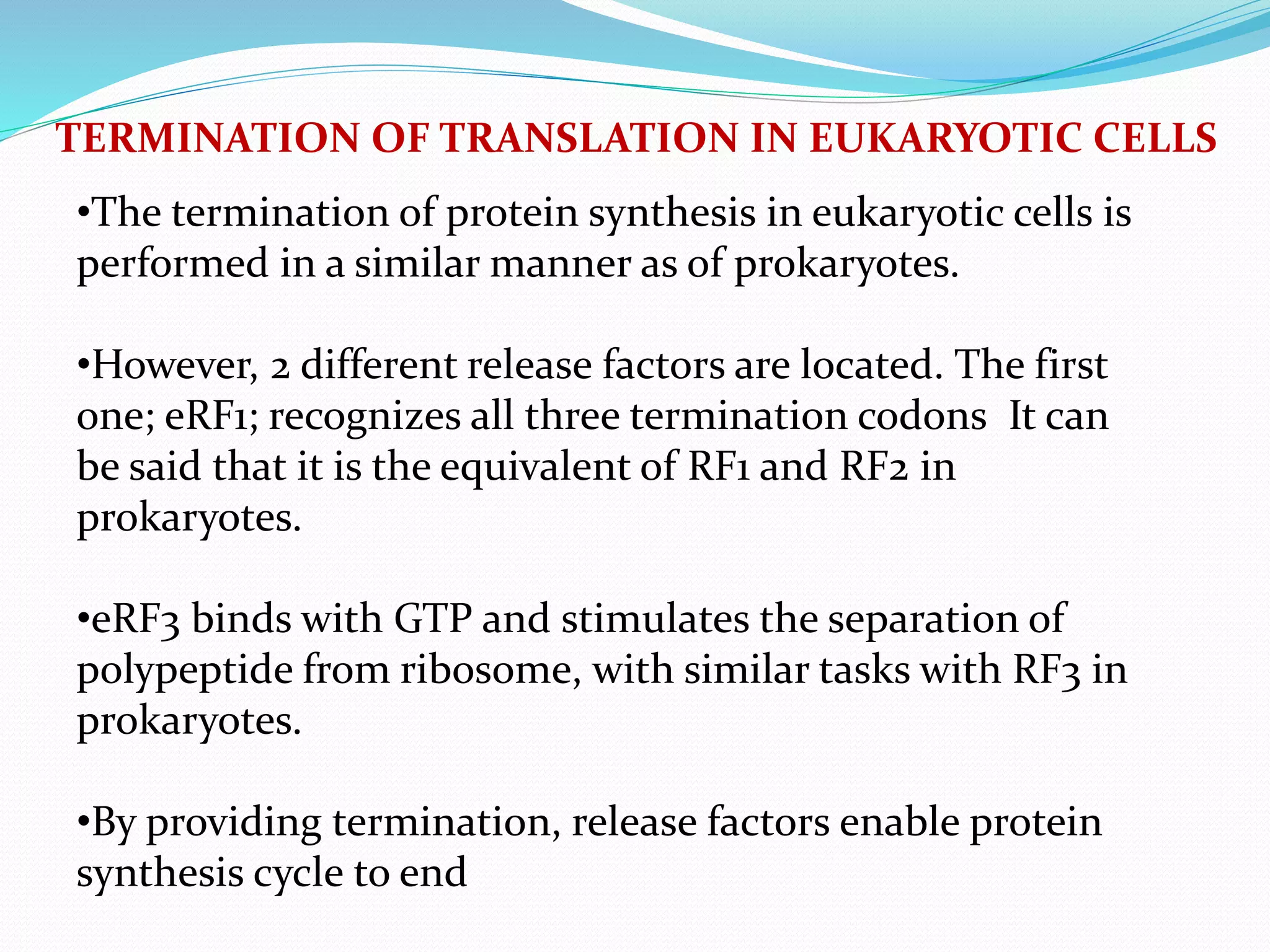 termination of translation - protein synthesis | PPTX