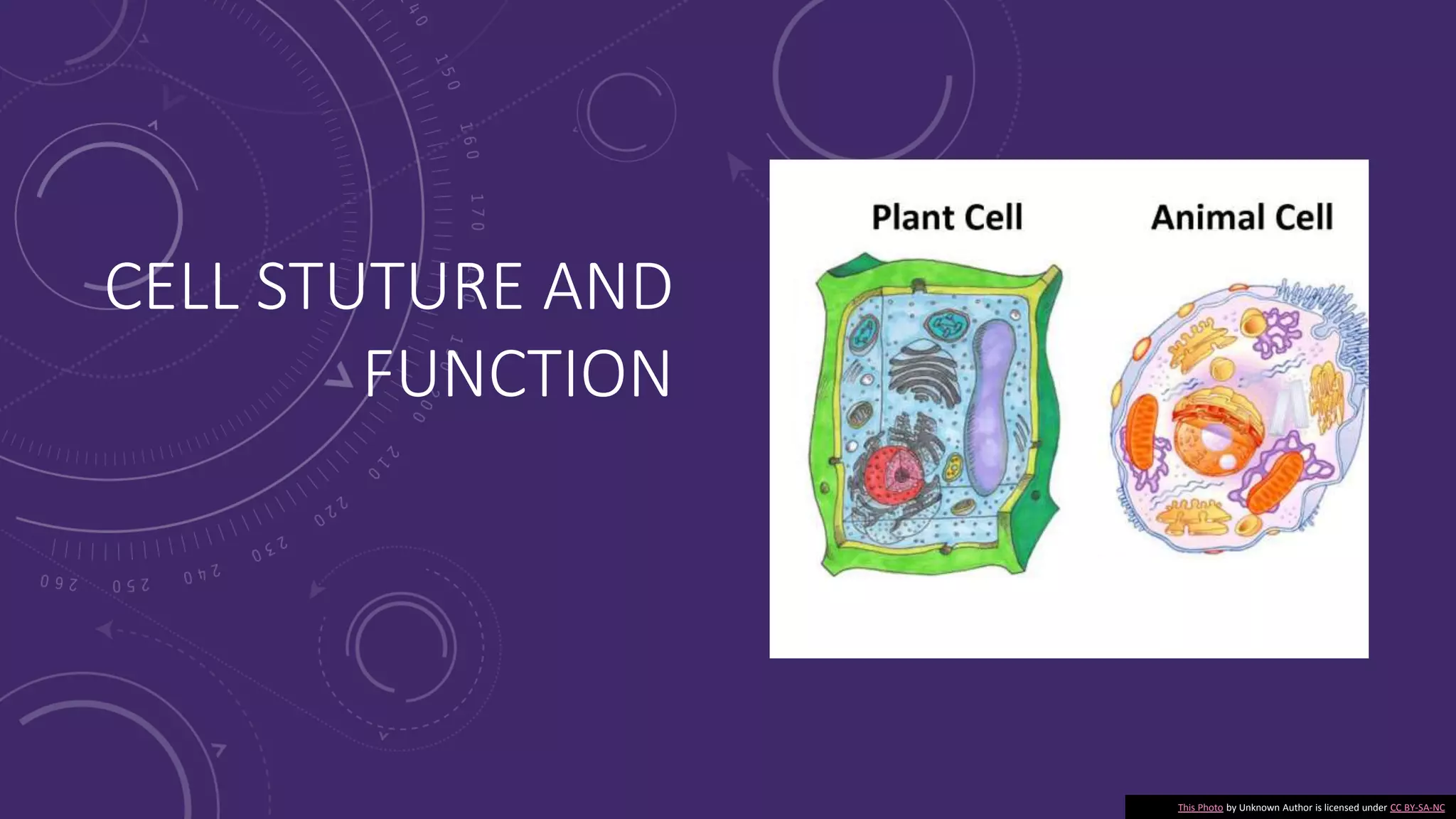 Cell stucture and function class 8 | PPT