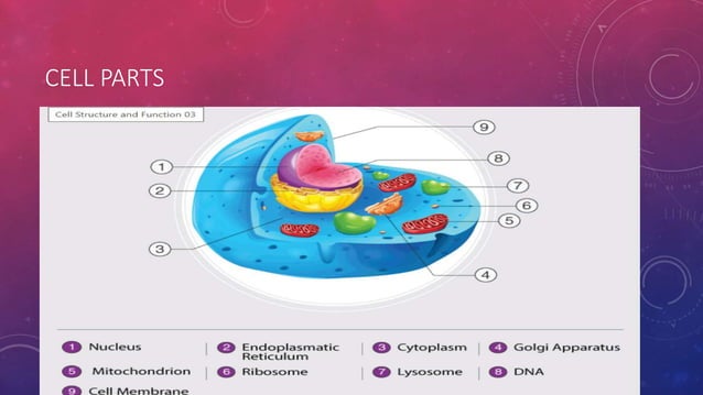 Cell stucture and function class 8 | PPTX