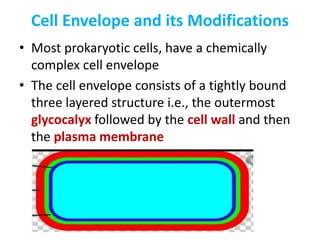 Cell, the unit of life | PPTX