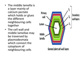 Cell, the unit of life | PPTX