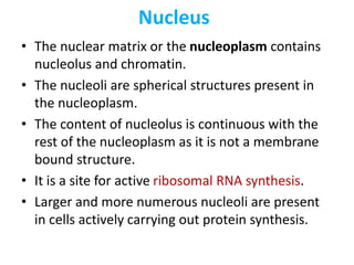 Cell, the unit of life | PPTX