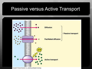 The Cell Membrane | PPTX | Biological Sciences | Science