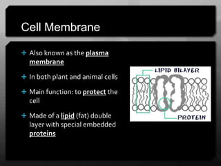 The Cell Membrane | PPTX