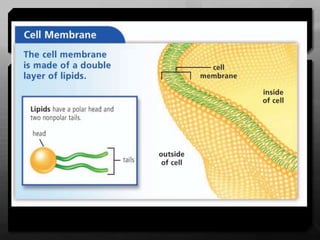 The Cell Membrane | PPTX