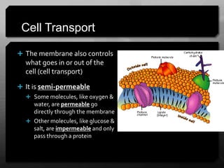 The Cell Membrane | PPT