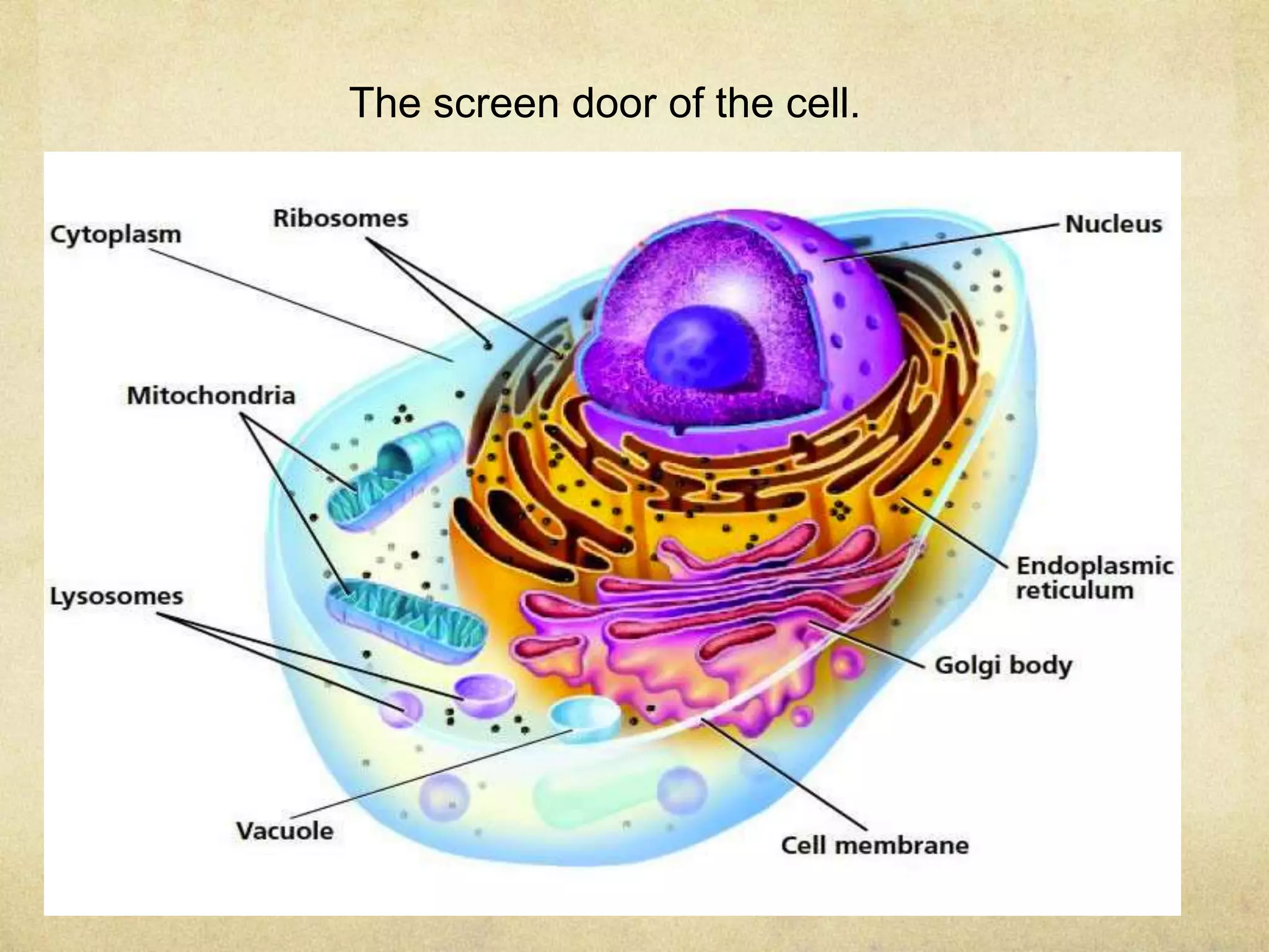 Cell structure and cell theory | PPTX