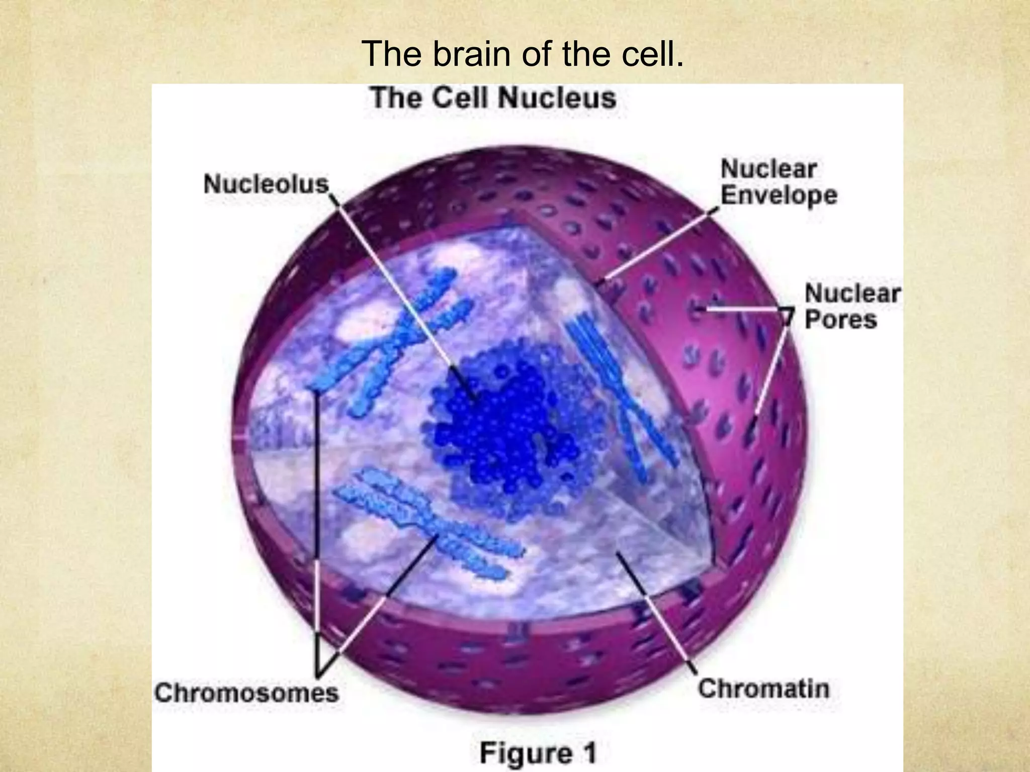 Cell structure and cell theory | PPTX