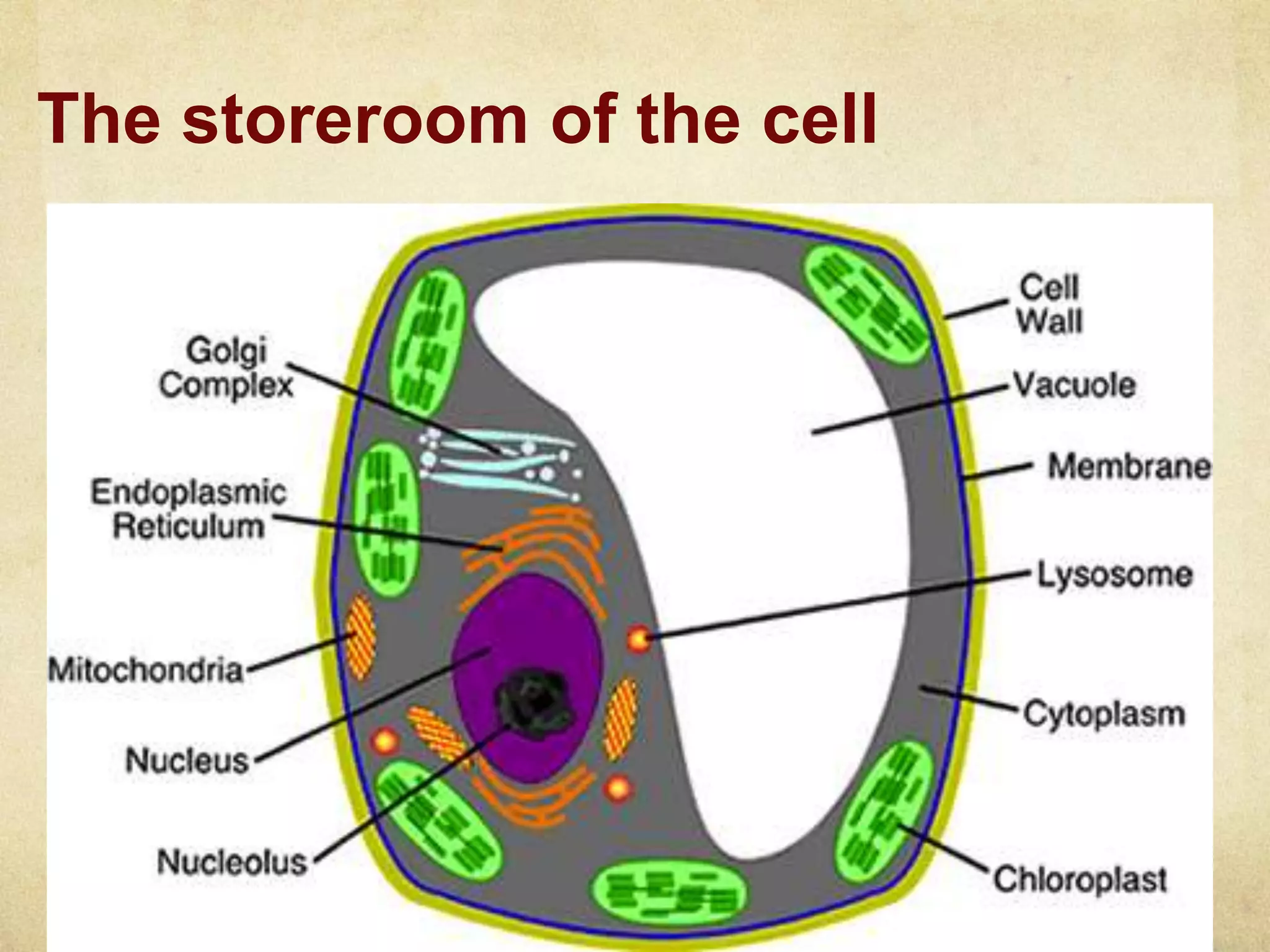 Cell structure and cell theory | PPTX