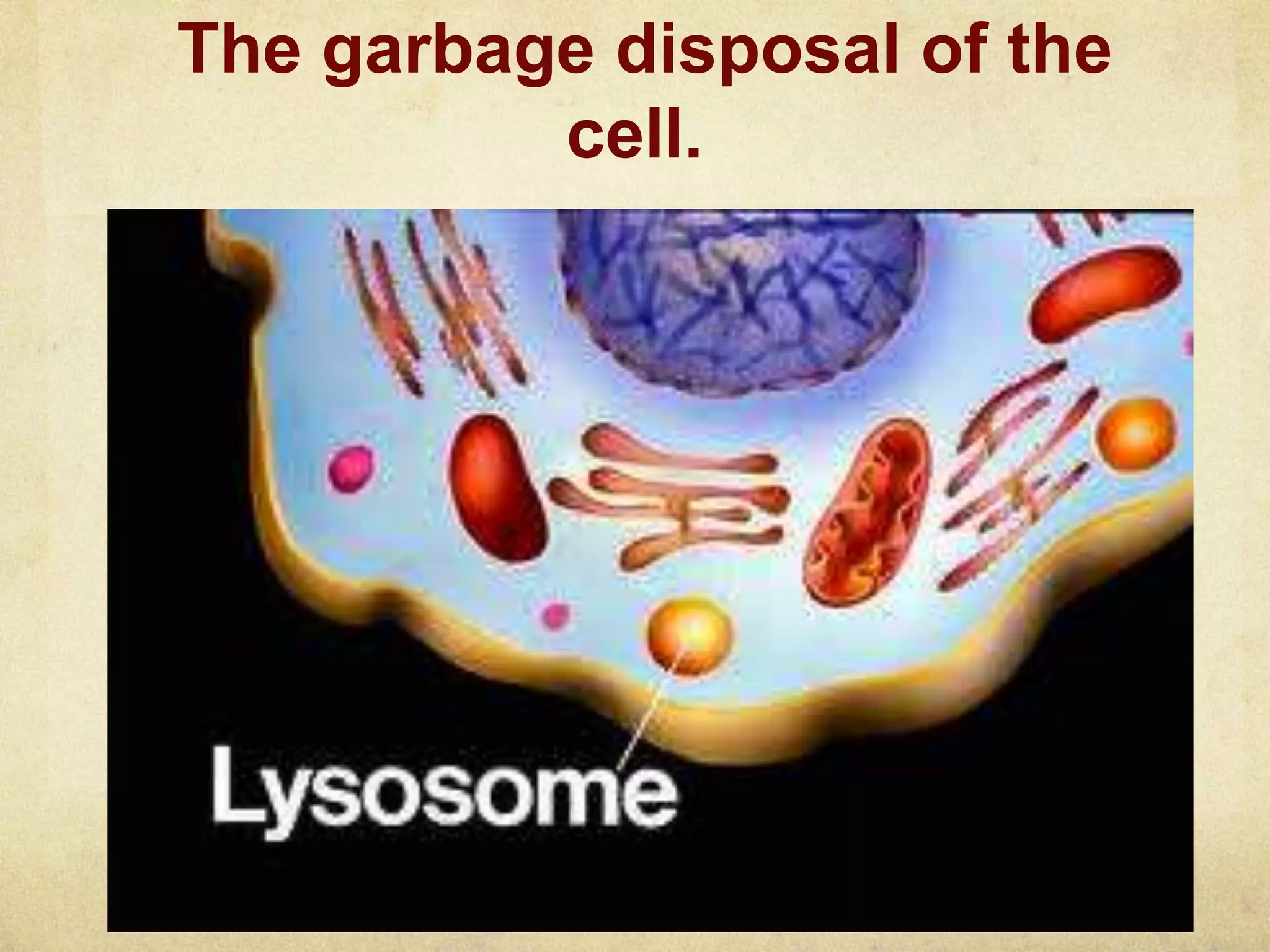 Cell structure and cell theory | PPTX