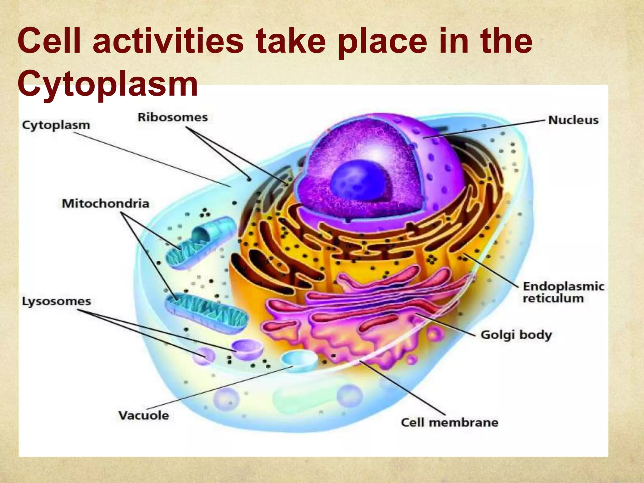 Cell structure and cell theory | PPTX