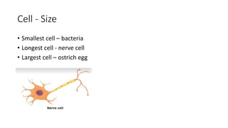 Cell-THE UNIT OF LIFE | PPTX