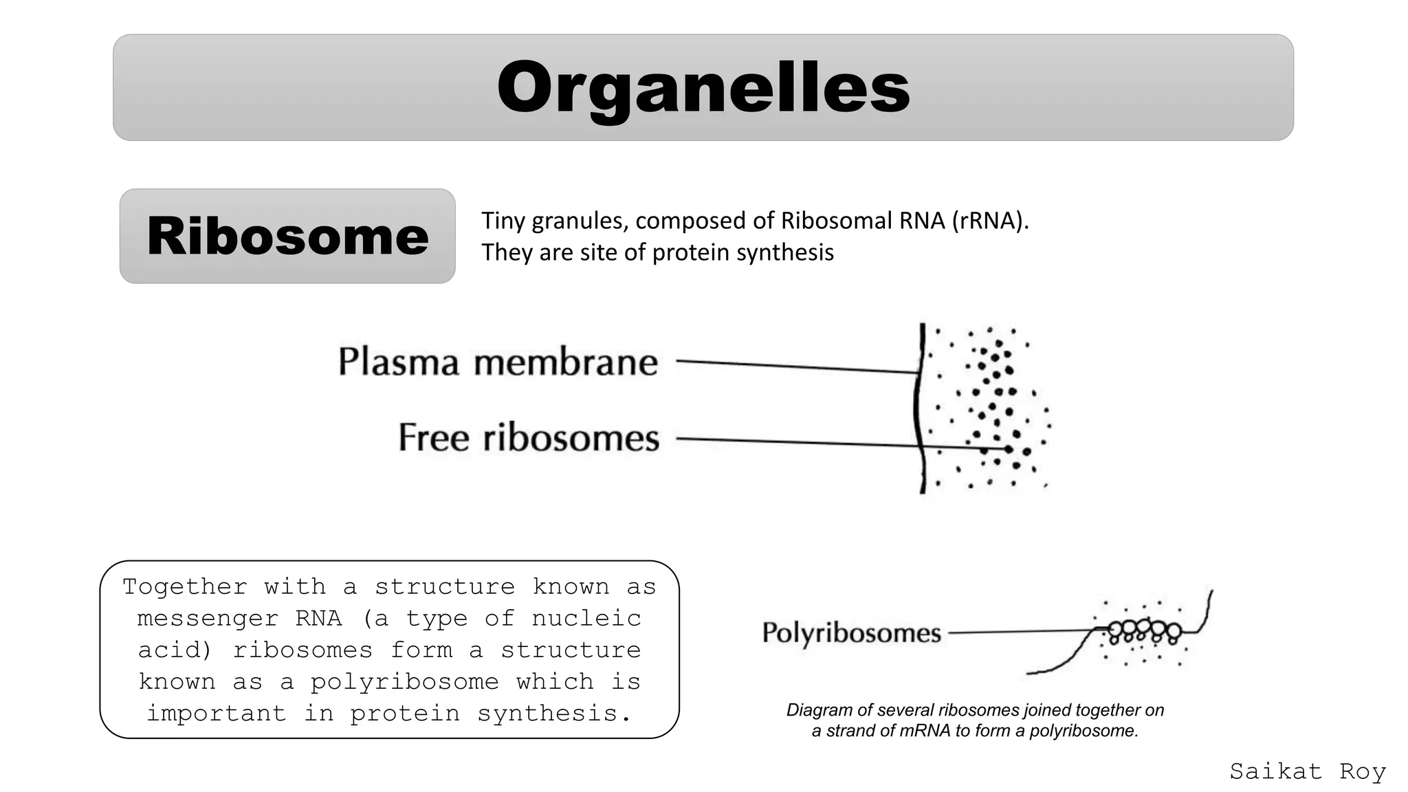 Cell - Basic Structure, Organelles and Overview | PPT