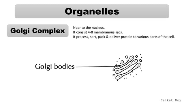 Cell - Basic Structure, Organelles and Overview | PPT