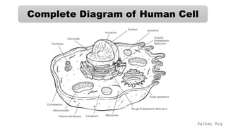 Cell - Basic Structure, Organelles and Overview | PPT