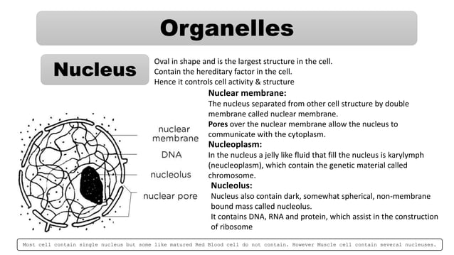Cell - Basic Structure, Organelles and Overview | PPT