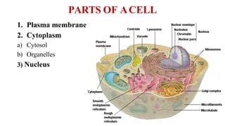 CELL AND ITS INCLUSIONS FUNCTIONS | PDF