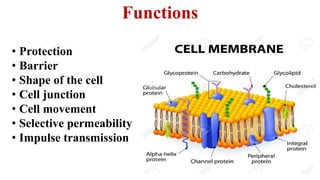CELL AND ITS INCLUSIONS FUNCTIONS | PDF