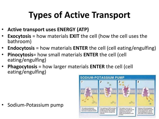 cell.transport..pptx