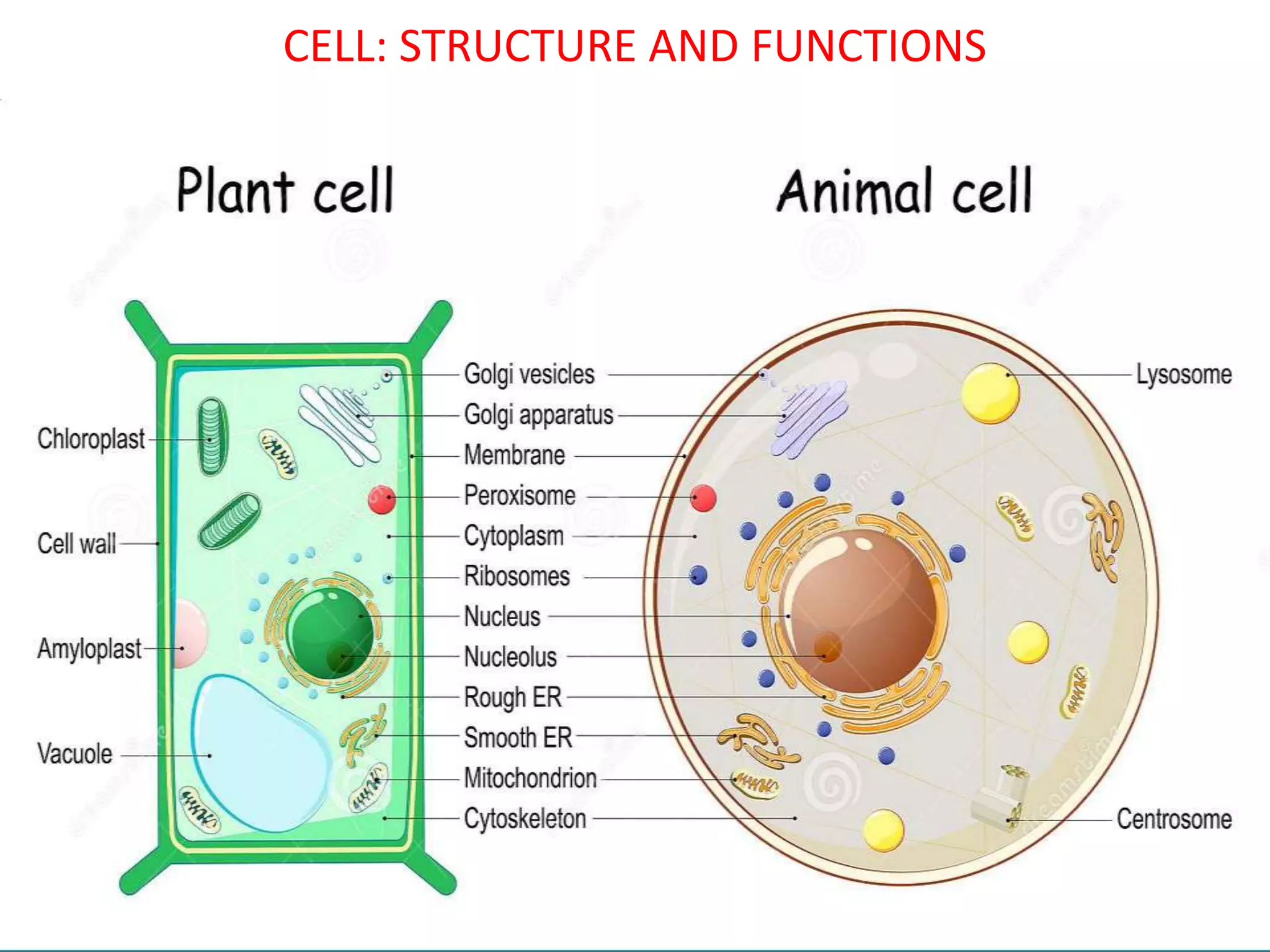 Cell structure and functions | PPTX