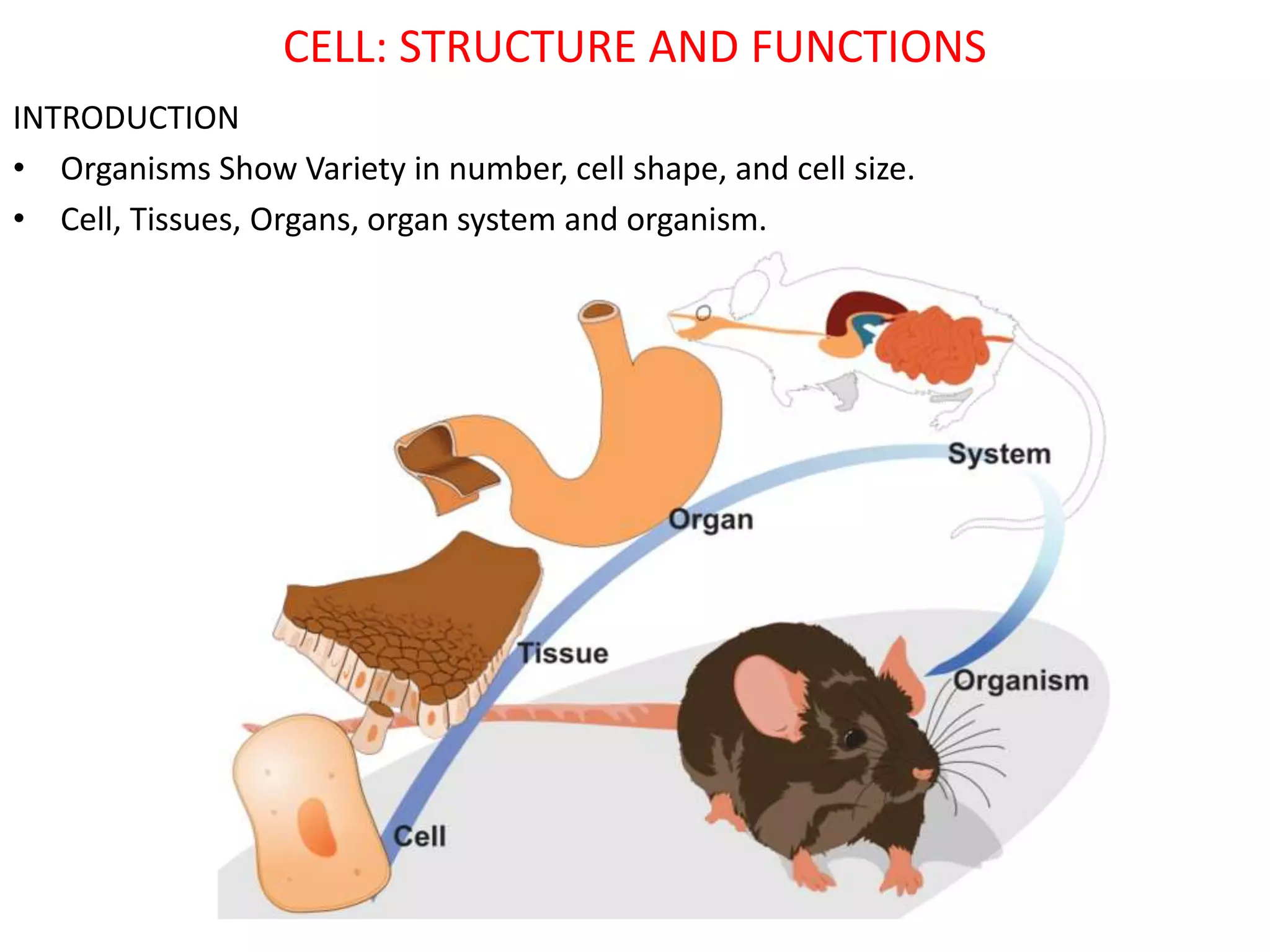 Cell structure and functions | PPTX