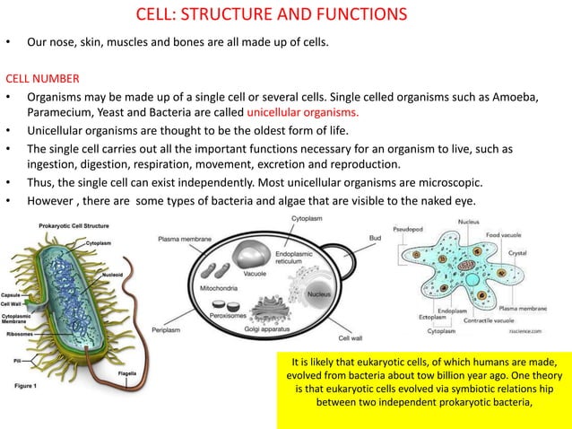 Cell structure and functions | PPTX