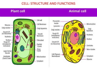 Cell structure and functions | PPTX