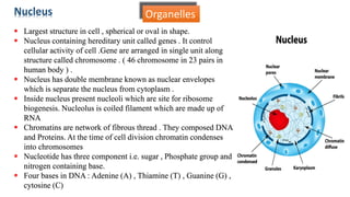 Cell.pdf