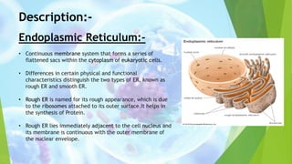 CELL.pdf | Biological Sciences | Science