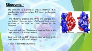 CELL.pdf | Biological Sciences | Science