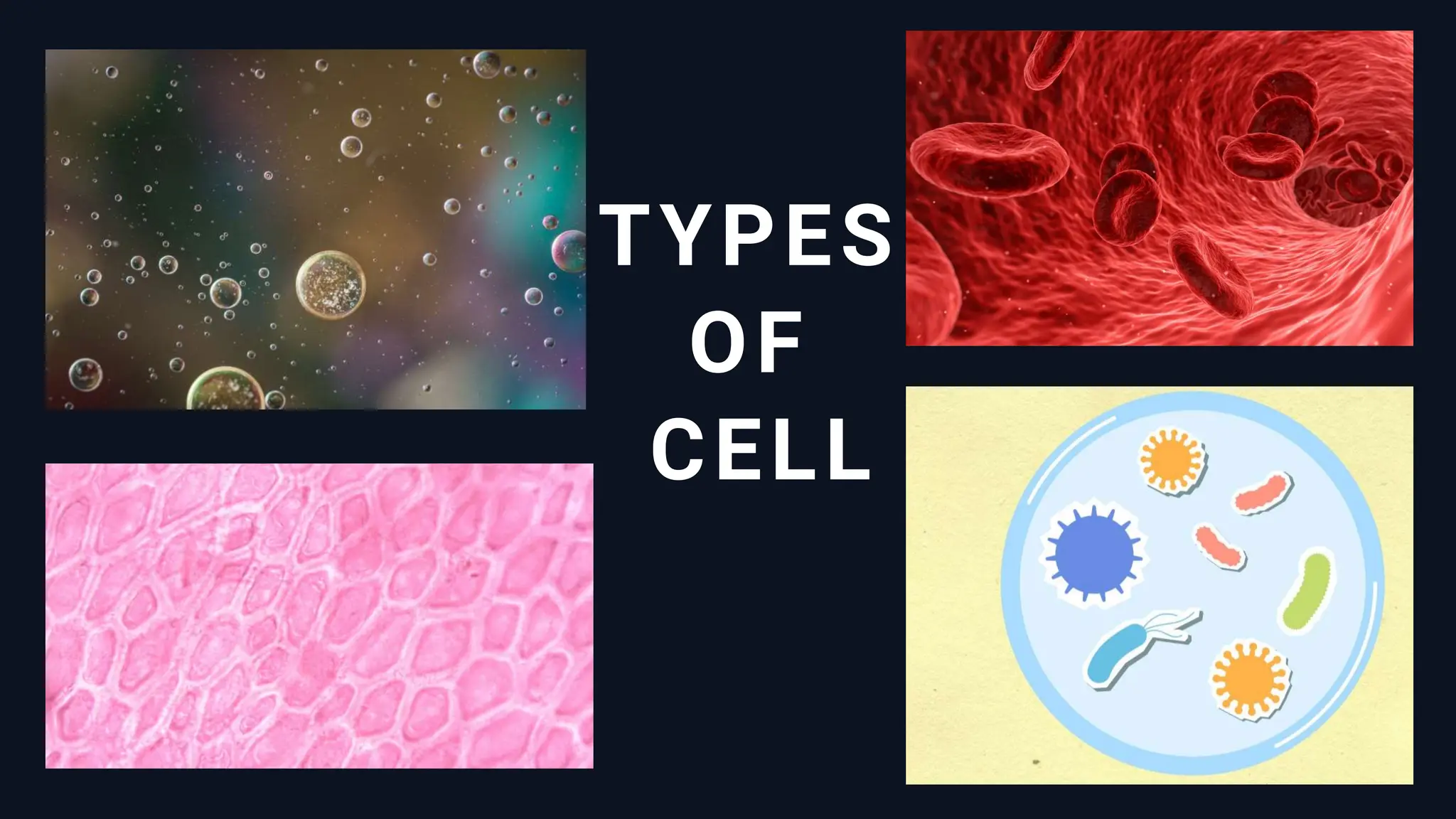 CELL-BASIC PRESENTATION | PPT