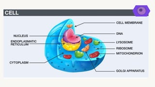 CELL-BASIC PRESENTATION | PPT