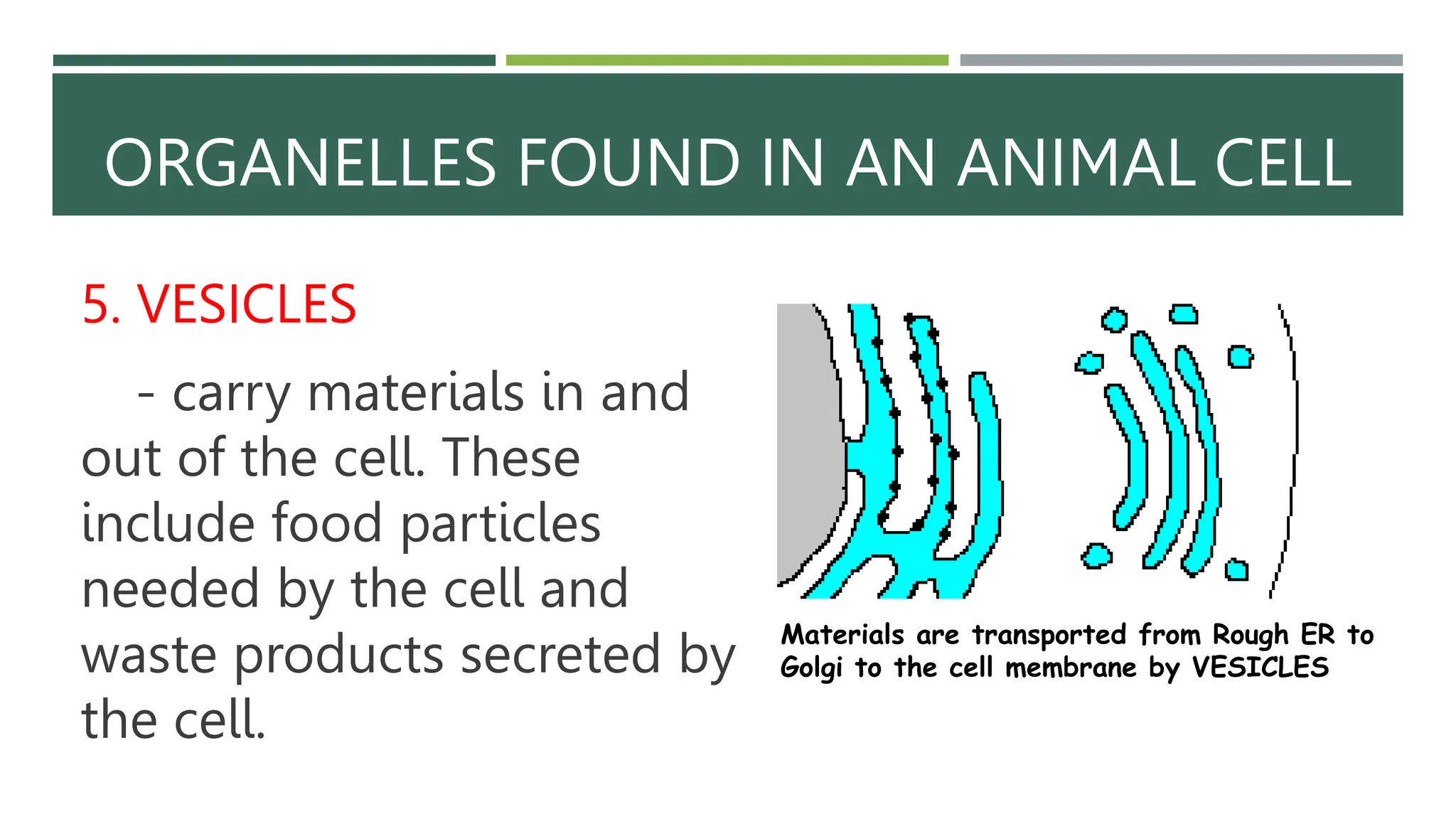 Animal and Plant Cell Parts and Function.pptx