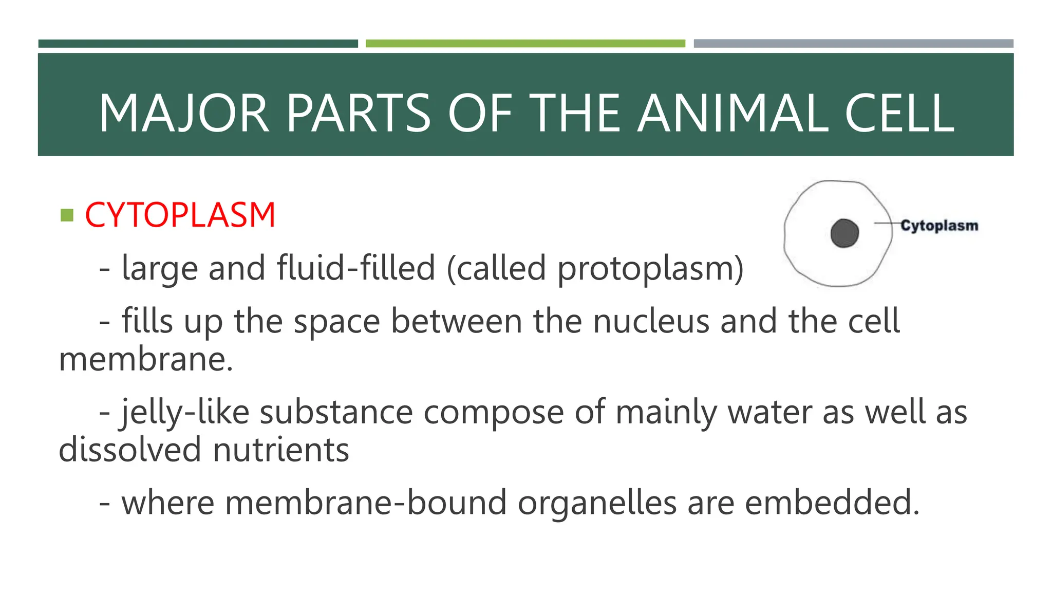 Animal and Plant Cell Parts and Function.pptx